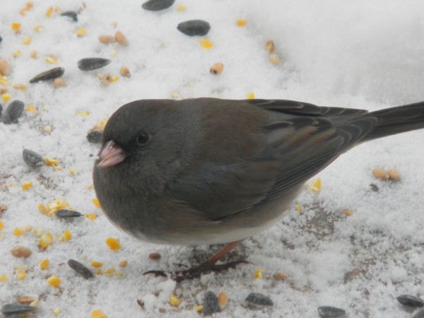 Dark-Eyed Juncos – Nature and Life Notes